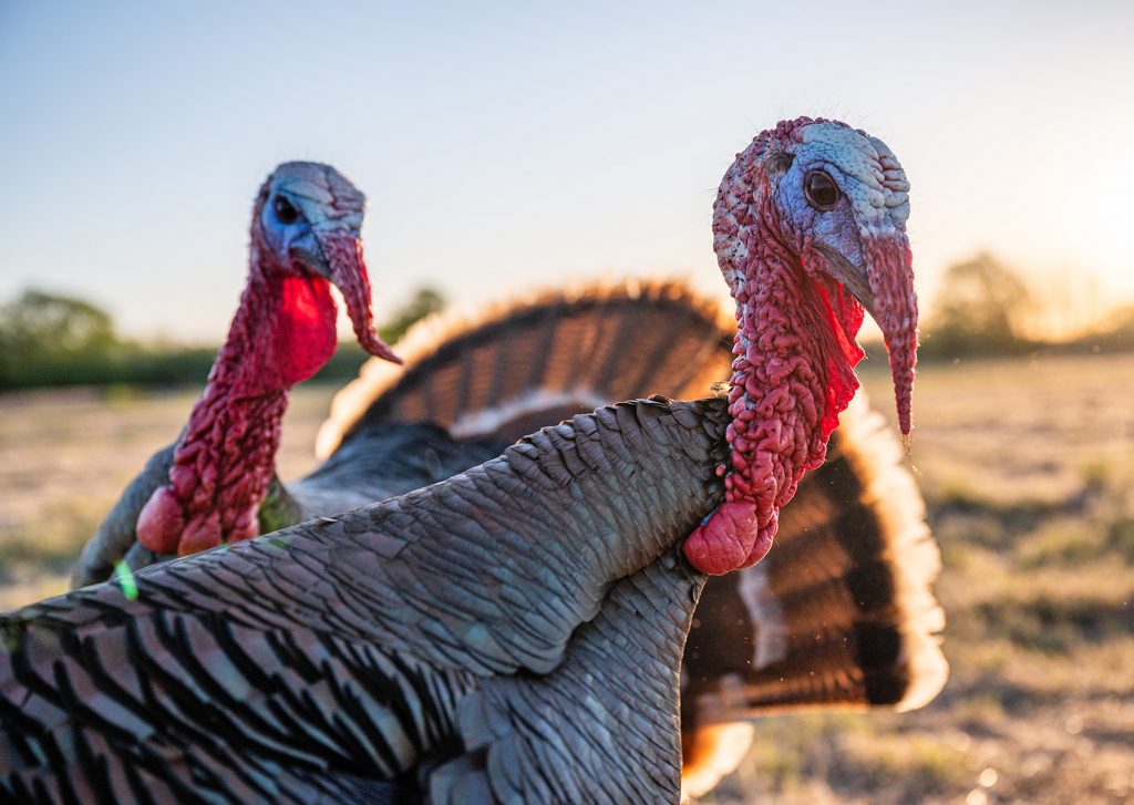 6 Turkey Diseases, Symptoms, and Treatment - Backyard Poultry